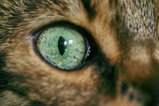 People With Real Cat Eyes