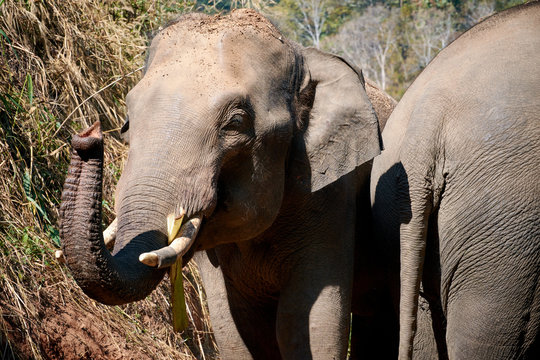 "Happy Elephant" Images – Browse 387 Stock Photos, Vectors, and Video ...