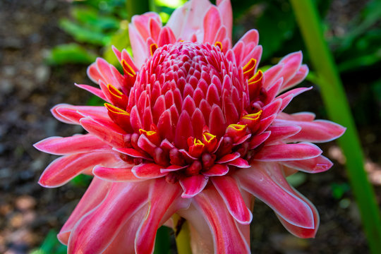 "Pink Ginger" Imagens – Procure 92 fotos, vetores e vídeos | Adobe Stock