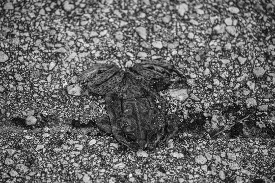 "Dead Frog" Images – Browse 15 Stock Photos, Vectors, and Video | Adobe ...