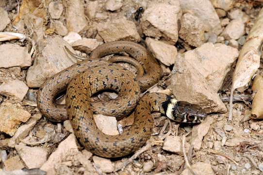 Imagens de Nattern – Explore Fotografias do Stock, Vetores e Vídeos de ...