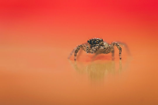 รูปภาพGaebul – เลือกดูภาพถ่ายสต็อก เวกเตอร์ และวิดีโอ748 | Adobe Stock