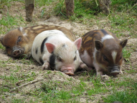 รูปภาพCochon – เลือกดูภาพถ่ายสต็อก เวกเตอร์ และวิดีโอ11,151 | Adobe Stock