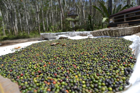 「Peffer」の画像 - 134 件の Stock 写真、ベクターおよびビデオ | Adobe Stock
