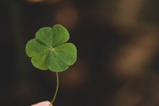 Trevol Images – Browse 30 Stock Photos, Vectors, and Video | Adobe Stock