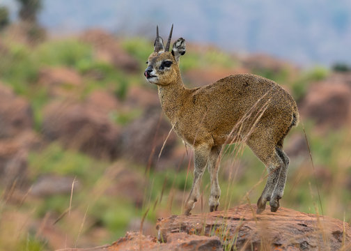 African Klipspringer