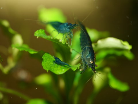 Kanc Bilder – Durchsuchen 246 Archivfotos, Vektorgrafiken und Videos ...