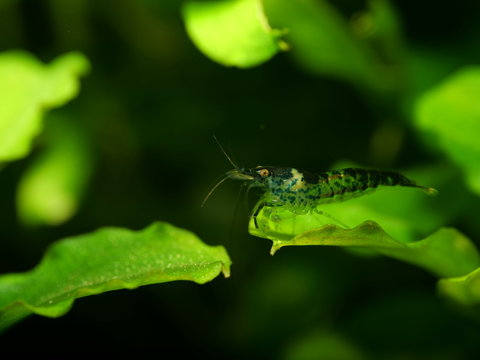 Kanc Bilder – Durchsuchen 249 Archivfotos, Vektorgrafiken und Videos ...