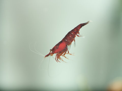 Kanc Bilder – Durchsuchen 246 Archivfotos, Vektorgrafiken und Videos ...