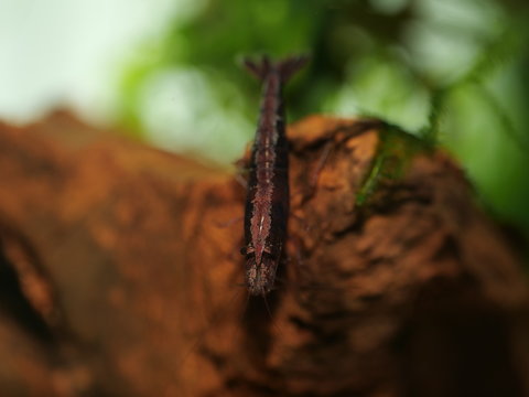 Kanc Bilder – Durchsuchen 249 Archivfotos, Vektorgrafiken und Videos ...