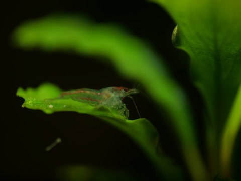 Kanc Bilder – Durchsuchen 211 Archivfotos, Vektorgrafiken und Videos ...