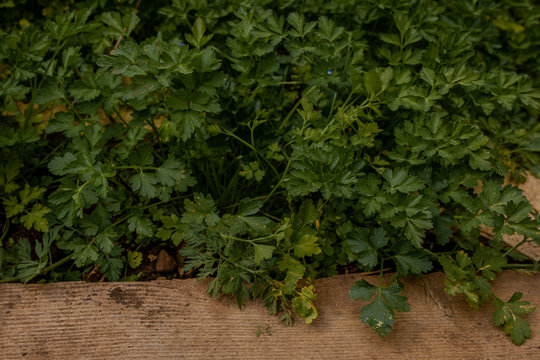 「Parsil」の画像 - 73 件の Stock 写真、ベクターおよびビデオ | Adobe Stock