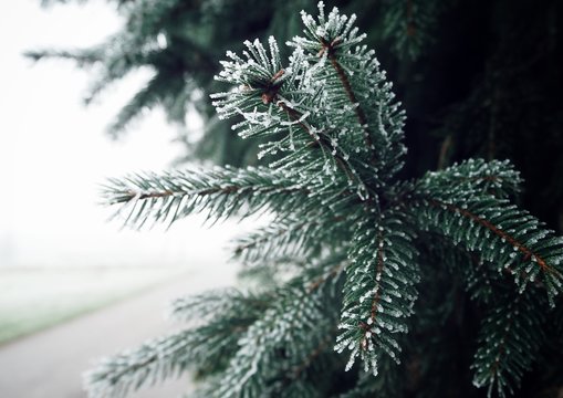 Tannenbaum Bilder – Durchsuchen 2,251,374 Archivfotos, Vektorgrafiken ...