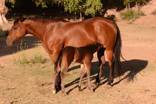 Imágenes de Potrillo: descubre bancos de fotos, ilustraciones, vectores ...