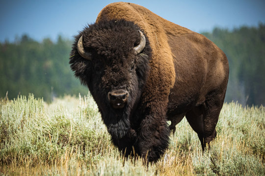 American Bison Bull