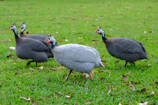 รูปภาพFowls – เลือกดูภาพถ่ายสต็อก เวกเตอร์ และวิดีโอ1,004,376 | Adobe Stock