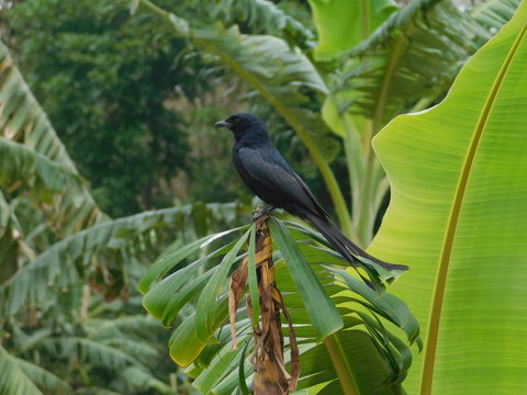 Koyal Bilder – Durchsuchen 27 Archivfotos, Vektorgrafiken und Videos ...