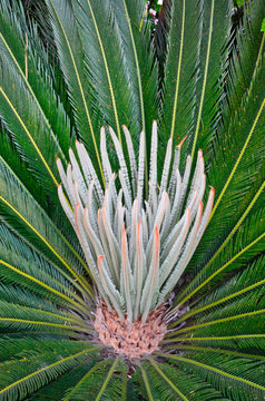 รูปภาพEncephalartos – เลือกดูภาพถ่ายสต็อก เวกเตอร์ และวิดีโอ511 | Adobe ...