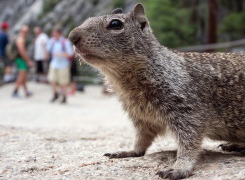 Marmotini Bilder – Durchsuchen 21,236 Archivfotos, Vektorgrafiken und ...