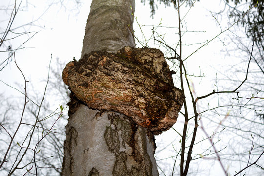 Excrescence Images – Browse 1,514 Stock Photos, Vectors, and Video ...
