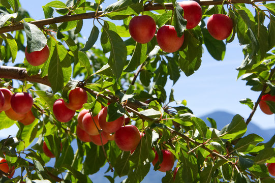 Imágenes de Ringlo: descubre bancos de fotos, ilustraciones, vectores y ...