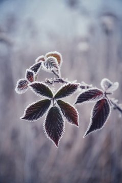 Frostblumen Bilder – Durchsuchen 165,515 Archivfotos, Vektorgrafiken ...