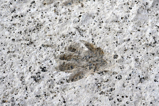 Rakun Images – Browse 60 Stock Photos, Vectors, and Video | Adobe Stock