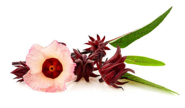 Bissap Images – Parcourir 10,196 le catalogue de photos, vecteurs et ...