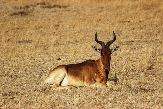 Topi.animal bilder – Bläddra bland 3,212 stockfoton, vektorer och ...