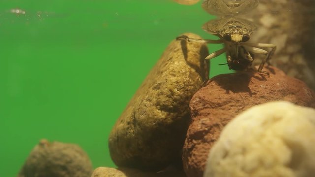 Toe-Biters Bilder – Durchsuchen 65 Archivfotos, Vektorgrafiken und ...