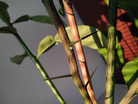 Pomelo Tree Thorns