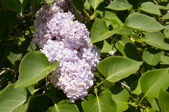 รูปภาพLilas – เลือกดูภาพถ่ายสต็อก เวกเตอร์ และวิดีโอ10,373 | Adobe Stock