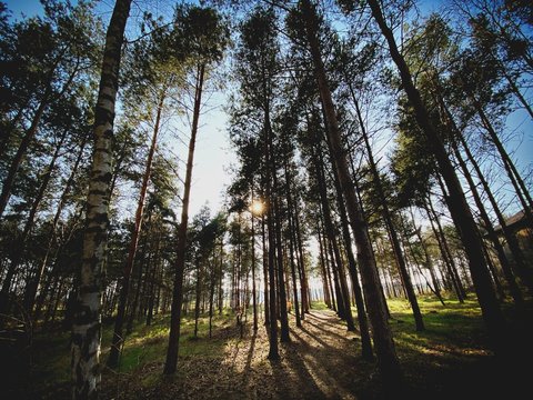 Treescape Images – Browse 858 Stock Photos, Vectors, and Video | Adobe ...