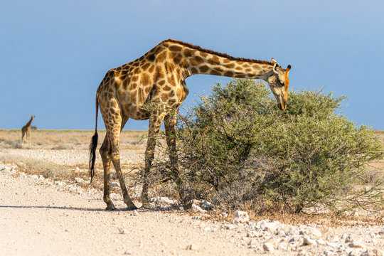 รูปภาพAngola-Giraffe – เลือกดูภาพถ่ายสต็อก เวกเตอร์ และวิดีโอ62 | Adobe ...