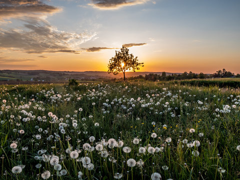 Pusteblumenwiese Bilder – Durchsuchen 7,807 Archivfotos, Vektorgrafiken ...