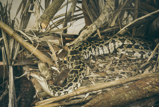 "Indian Rock Python" Images – Browse 709 Stock Photos, Vectors, and ...