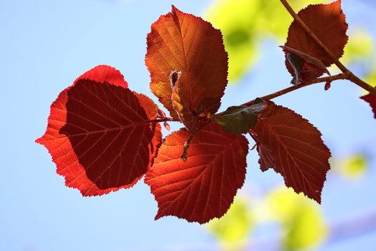 Haselnussblatt 이미지 – 찾아보기 103 스톡 사진, 벡터 및 비디오 | Adobe Stock