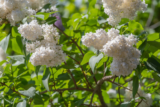 รูปภาพLilas – เลือกดูภาพถ่ายสต็อก เวกเตอร์ และวิดีโอ7,871 | Adobe Stock