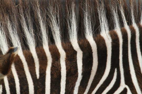 Zebrafell Bilder – Durchsuchen 48,710 Archivfotos, Vektorgrafiken und ...