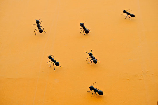 "Marching Ants" Images – Browse 113 Stock Photos, Vectors, and Video ...