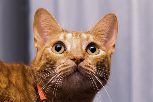 Gatos - Images et vidéos libres de droits | Adobe Stock