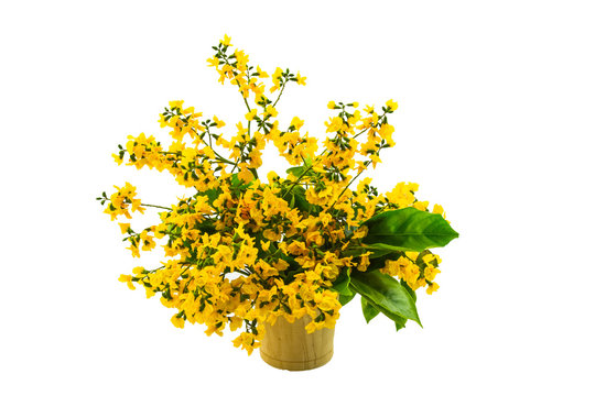 Padauk Images – Browse 2,656 Stock Photos, Vectors, and Video | Adobe Stock