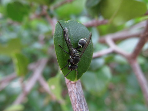 รูปภาพFormiga – เลือกดูภาพถ่ายสต็อก เวกเตอร์ และวิดีโอ1,138 | Adobe Stock
