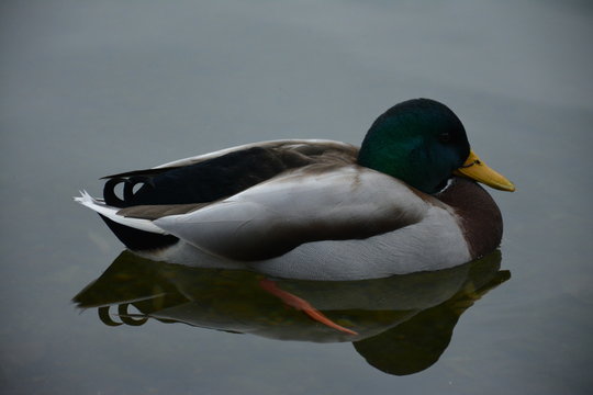 Flotant Bilder – Durchsuchen 126 Archivfotos, Vektorgrafiken und Videos ...