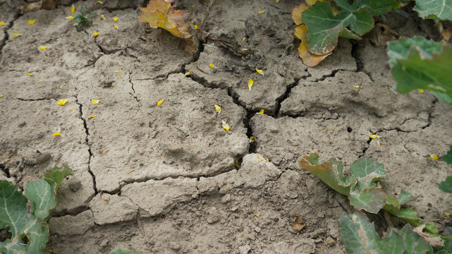 Susza Images – Browse 1,425 Stock Photos, Vectors, and Video | Adobe Stock