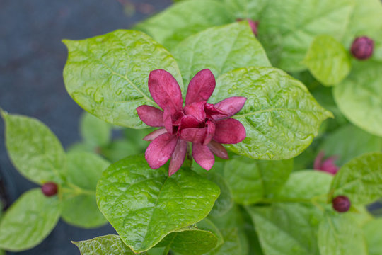 รูปภาพCalycanthus – เลือกดูภาพถ่ายสต็อก เวกเตอร์ และวิดีโอ343 | Adobe Stock