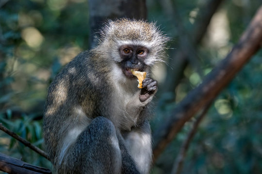 Simiiformes Изображения: просматривайте стоковые фотографии, векторные ...