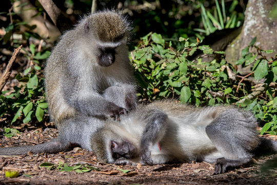 Imagens de Simiiformes – Explore Fotografias do Stock, Vetores e Vídeos ...