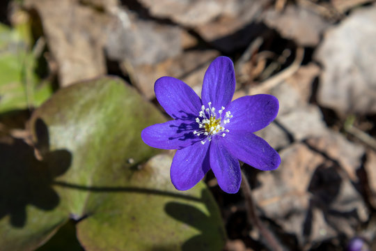 "Hepatica Nobilis Images – Browse 9,797 Stock Photos, Vectors, and ...