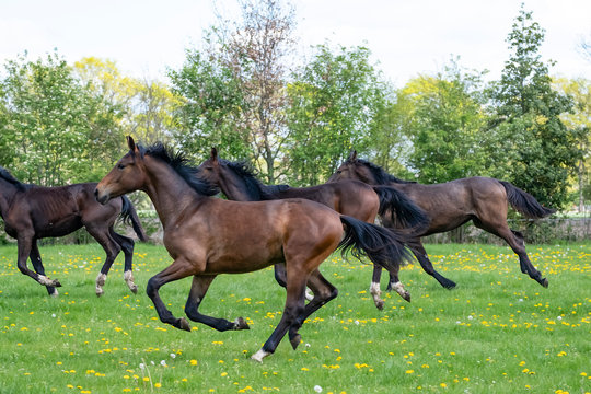 Horse Herd Galloping Images – Browse 39,663 Stock Photos, Vectors, and ...